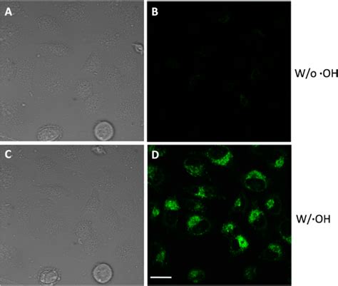 A Differential Interference Contrast Dic Image And B Green Download Scientific Diagram