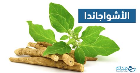 الاشواجندا العبعب المنوم ما هي فوائدها؟