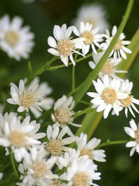 Aster Ptarmicoides Aster Ptarmicoides Le Jardin Du Pic Vert