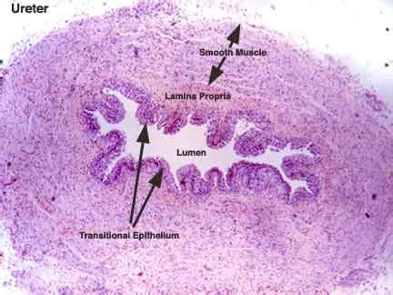 Prostatic Urethra Histology