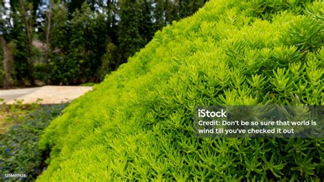 세덤 안젤리나 식물또는 석조 가루 의 바늘 같은 잎의 신선한 녹지 단풍 녹색 정원 배경에 확산 0명에 대한 스톡 사진 및 기타 이미지 Istock