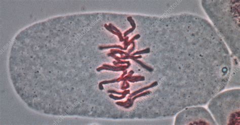 Mitosis Light Micrograph Stock Image C0575266 Science Photo Library