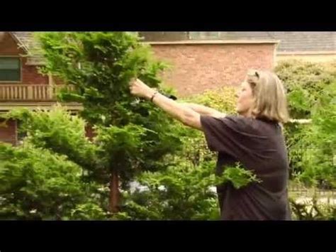 Prune A Hinoki Cypress Leyland Cypress Trees Hinoki Cypress Leyland Cypress