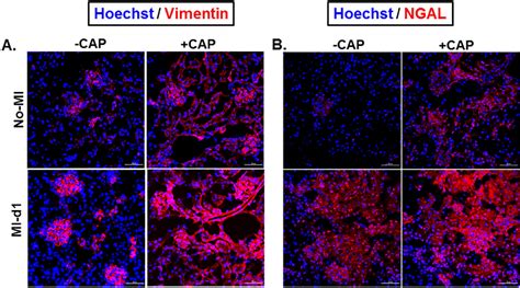 Figure 1 From University Of Digital Commons University Of South Florida South Florida