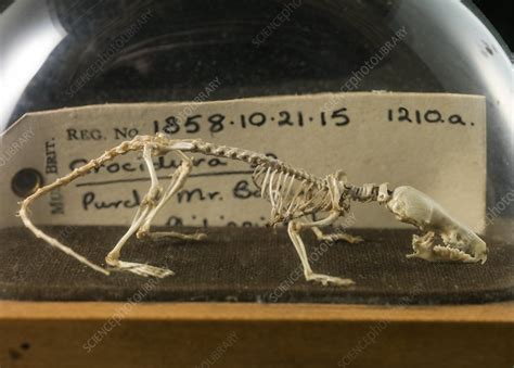Shrew Skeleton Stock Image C Science Photo Library