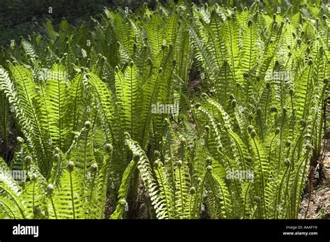 Ostrich Fern Fiddlehead Fern Garden Fern Hardy Fern Matteuccia
