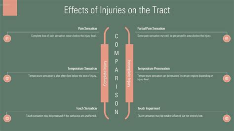 Anterior Spinothalamic Tract Pathway Ppt Template Acp Ppt Slide
