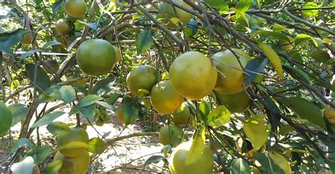 မိုးညှင်းမြို့နယ် ဘီလူးကျေးရွာရှိ လိမ္မော်စိုက်ပျိုးသူများ အသီးဆွတ်ခူးချိန်တွင် ကျပ်သိန်း ၁၀၀