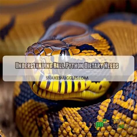 Ball Python Diet Food Guide Master Feeding Your Snake In 10 Easy Steps