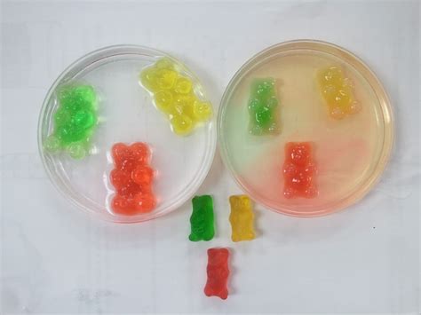 Gummy Bear Osmosis Lab Distilled Water At Cindy Jacobson Blog