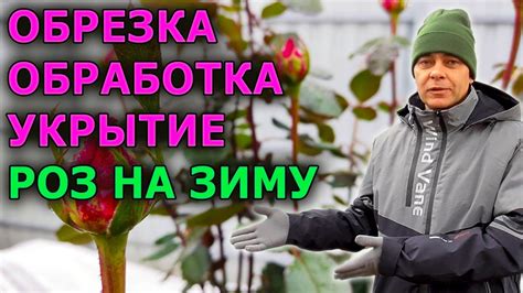 3 СОВЕТА ПО ОБРЕЗКЕ ОБРАБОТКЕ И УКРЫТИЮ РОЗ НА ЗИМУ КАК ОБРЕЗАТЬ РОЗЫ КАК УКРЫВАТЬ РОЗЫ НА