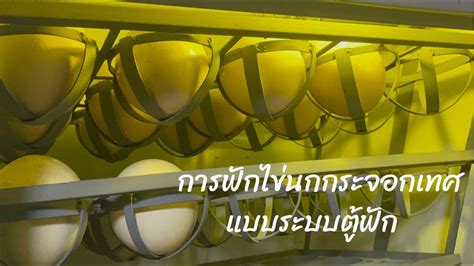 ตู้ฟักไข่นกกระจอกเทศ วิธีสังเกตไข่นกที่สมบูรณ์ ไข่ต้องอยู่ในตู้นี้ 42 วัน 6สัปดาห์ Youtube