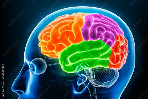 Cerebral Cortex Lobes In Color Profile View X Ray 3d Rendering Illustration Human Brain Anatomy