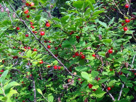 Prunus Tomentosa Thunberg