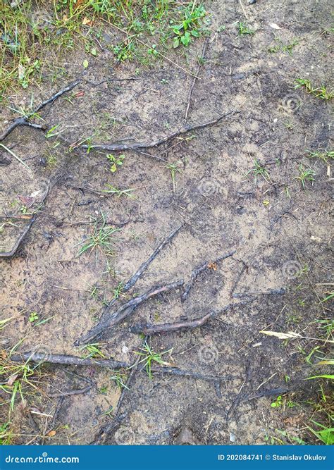 Tree Roots Above The Ground Nude Roots On The Soil Stock Image Image Of Growth Height