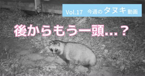 今週のタヌキ動画 Vol 17 タヌキ大調査 NHKシチズンラボ