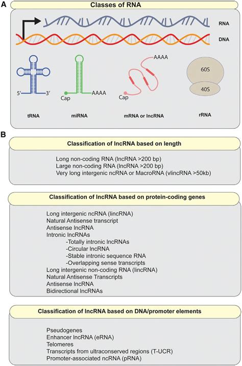 1 Types Of Rna In Mammalian Cells A A Main Classes Of Rna Download Scientific Diagram