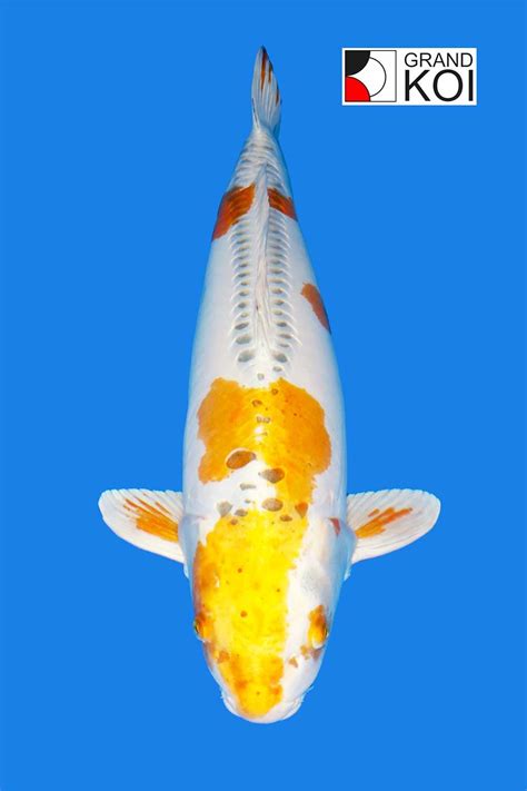 Doitsu Kogane Ochiba Sold Grand Koi Llc