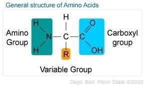 Mcat Biology Chapter 3 Biologically Important Molecules Flashcards
