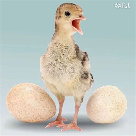 Հնդկահավեր ինկուբացիոն ձու 100 և ճտեր Թռչուններ List Am