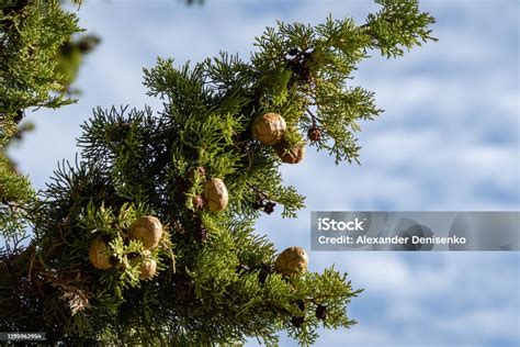 흐린 녹색 배경에 둥근 갈색 콘 씨앗 지중해 사이프러스의 분기 소치 시티 파크의 쿠프레서스 셈퍼비렌스 이탈리안 사이프러스 또는