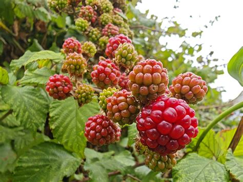 5 Tech Tools Boosting Safety In Produce Distribution Distribute Produce