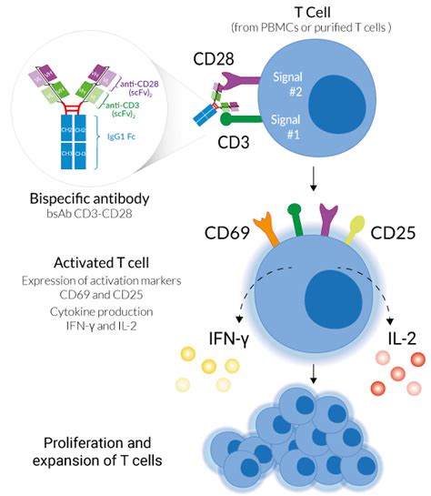 Anti Human Cd3 Cd28 For T Cell Expansion And Activation Invivogen