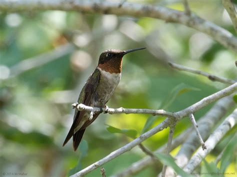 Ruby Throated Hummingbird