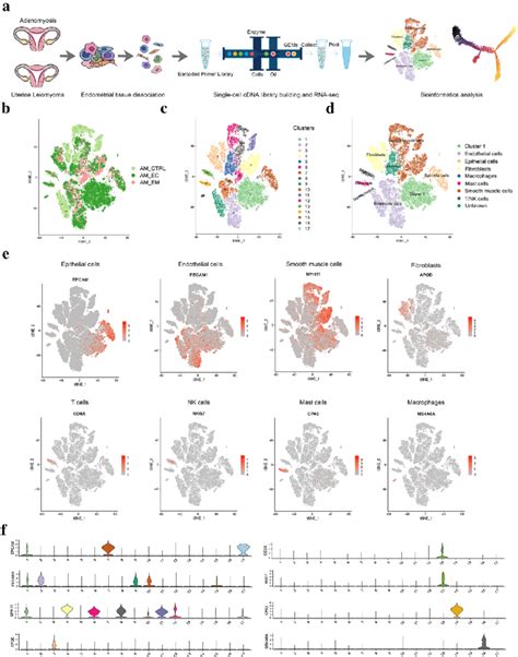 Identification Of Endometrium Populations With Single Cell