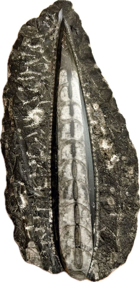 Looking To Identify This Fossil And Would Live To Hear Your Thoughts