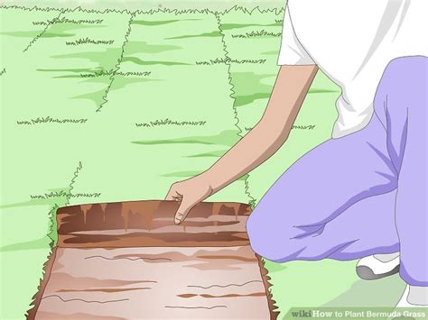 3 Ways To Plant Bermuda Grass Wikihow