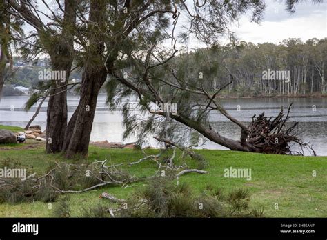 Sydney Northern Beaches Hit By Freak Storm Power Lines Down Trees