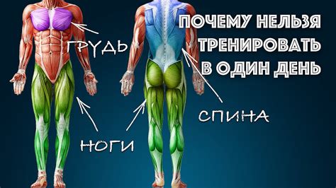 Почему не стоит тренировать в один день грудь спину и ноги Youtube