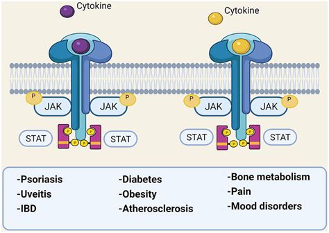 The Jak Stat Pathway Involvement In Different Diseases Ibd