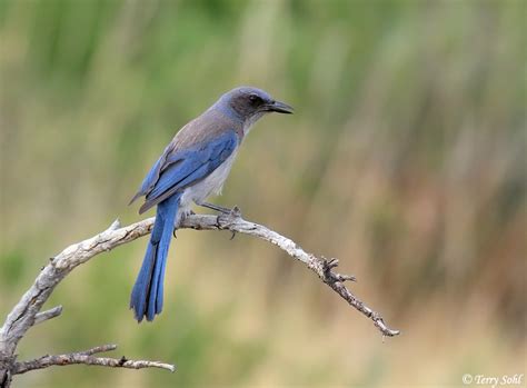 Woodhouses Scrub Jay Aphelocoma Woodhouseii South Dakota Birds