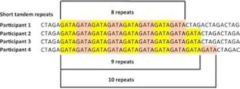 DNA Profiling Flashcards Quizlet