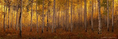 Ansel Adams Aspen Trees Photography Style Mastering Contrast And Elegance
