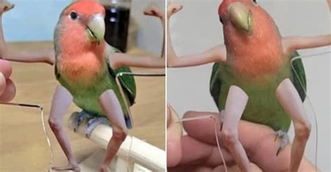 사람의 팔과 다리 새겨져 있는 투명 패널을 앵무새에게 들이밀면 벌어지는 일