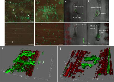 The Nematode Signaling Molecule Ascr 18 Induces Prepenetration Defenses