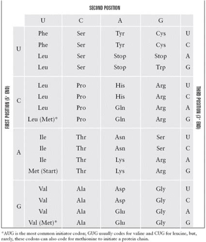 Protein Synthesis Flashcards Quizlet