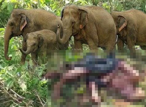 【閲覧注意】ゾウ20頭の大行進の ”ど真ん中” に人間がいた結果・・・（動画あり） ポッカキットポッカキット