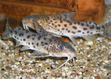The Types Of Synodontis Catfish A Species Guide Pethelpful
