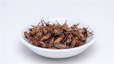 People With Shellfish Allergies Should Think Twice Before Eating Insects People With Shellfish Allergies Should Think Twice Before Eating Insects
