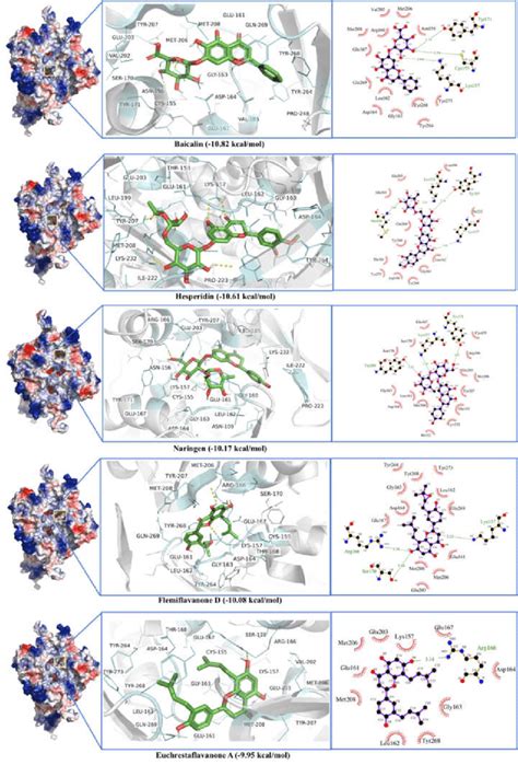Molecular Docking Of Baicalin Hesperidin Solophenol Naringen