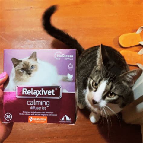 Fur Real Picking The Best 5 Calming Diffusers For Cats