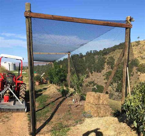 how to use pest exclusion netting to protect your fruit trees