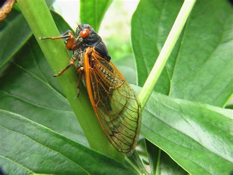 Bug Cicada Insect Nature Wallpaper Coolwallpapers Me
