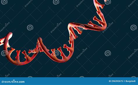 Single Stranded Molecule Of Rna Called Messenger Ribonucleic Acid 3d Illustration Stock Video