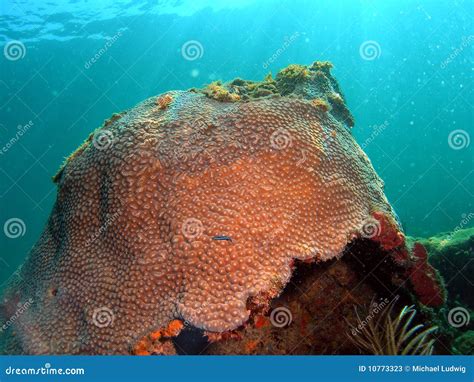 Coral Stock Image Image Of Reef Ocean Natural Mound 10773323