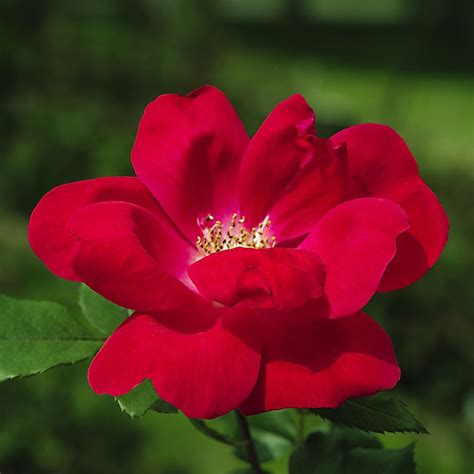 Red Knock Out Rose Red 6 Gallon Pot In The Roses Department At